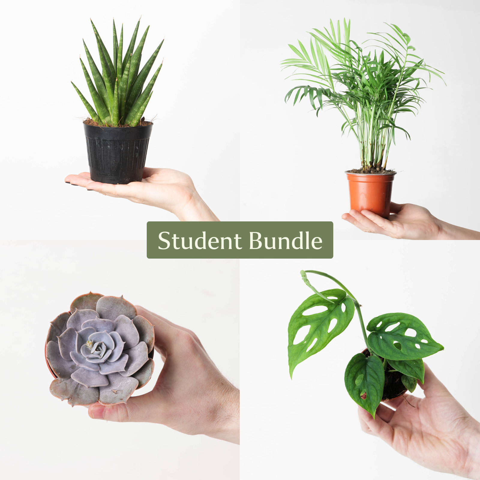 Student Bundle | Plants | GrowTropicals.com
