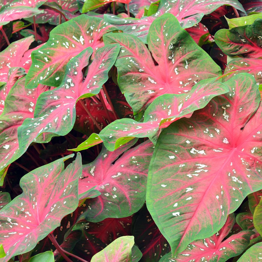 Plant Care 101: How to Care for Caladium