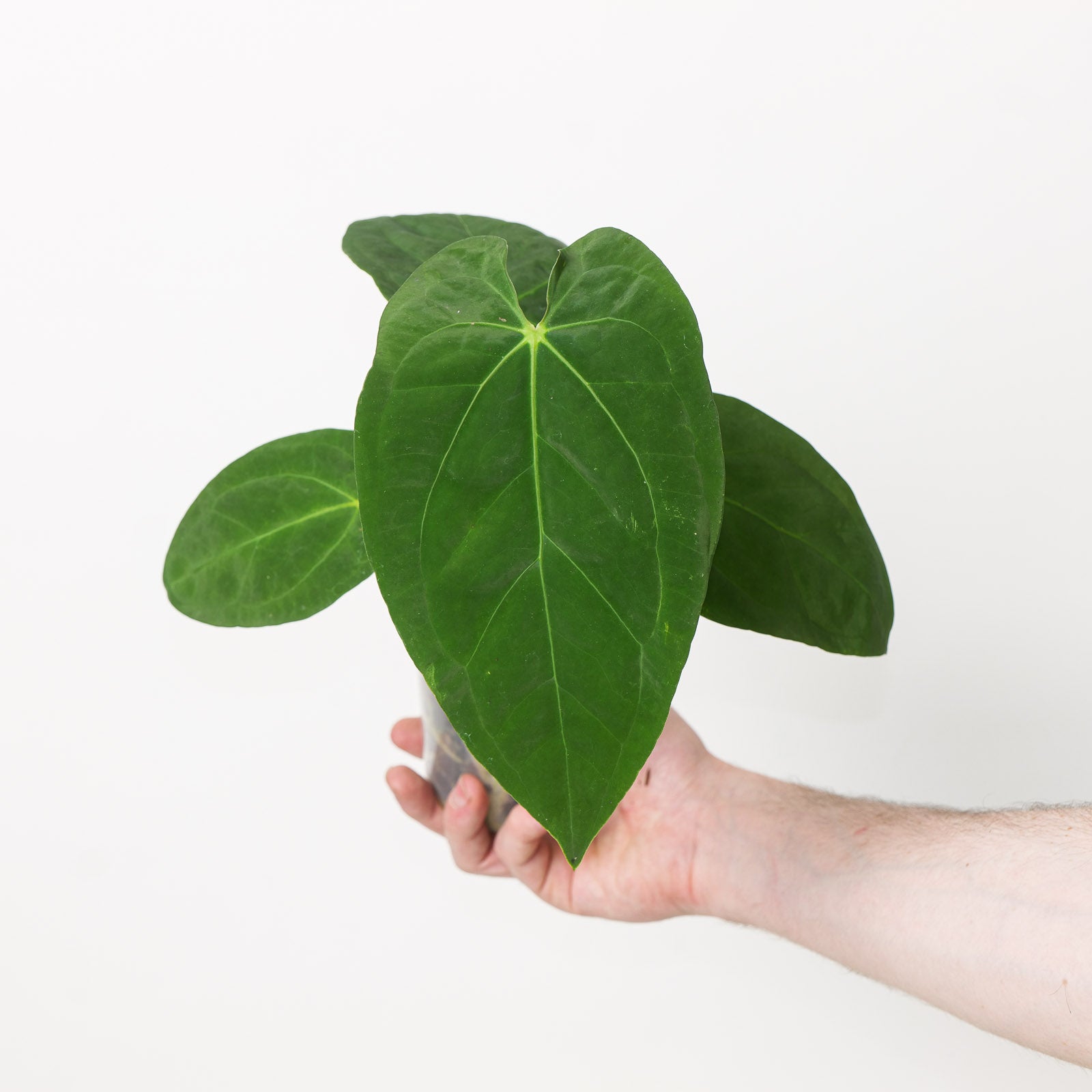 Anthurium papillilaminum Indo x Fort Sherman | Plants | GrowTropicals.com