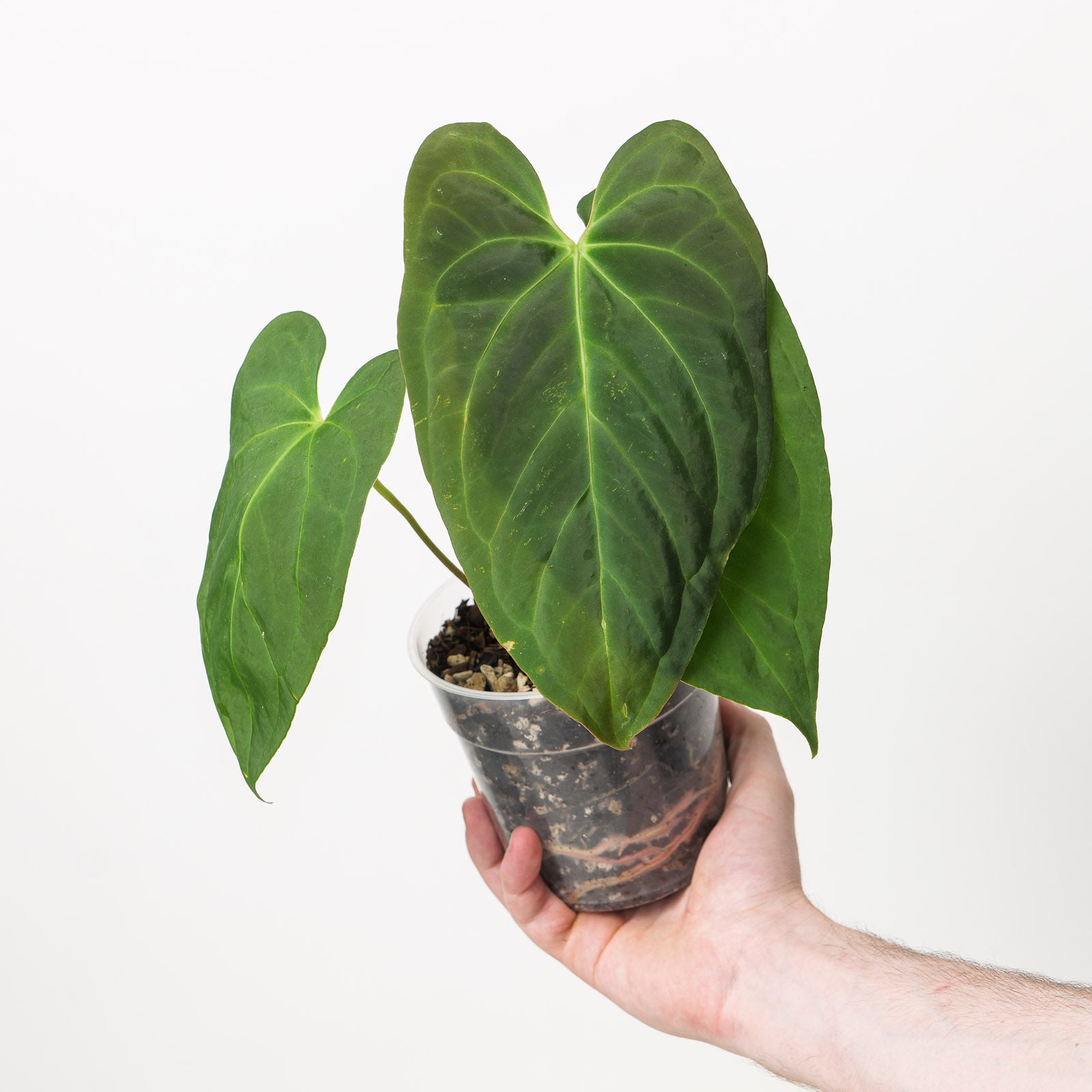 Anthurium papillilaminum Indo x Fort Sherman | Plants | GrowTropicals.com