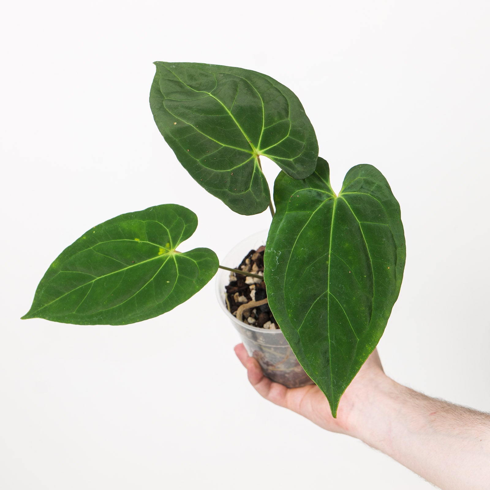 Anthurium papillilaminum Indo x Fort Sherman | Plants | GrowTropicals.com