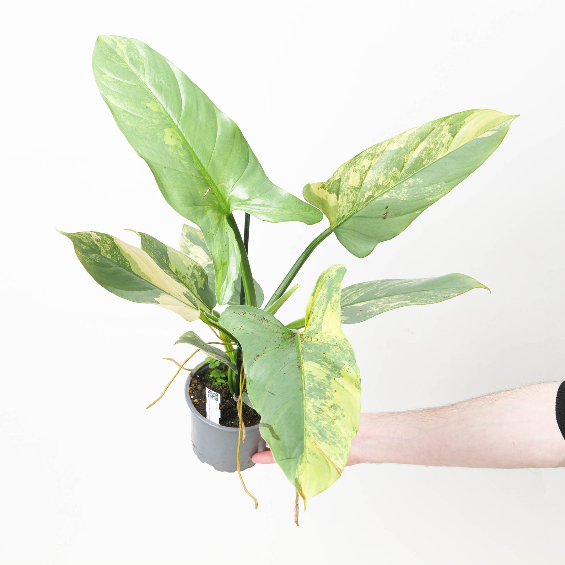 Philodendron 'Silver Sword' Variegated – GROW TROPICALS