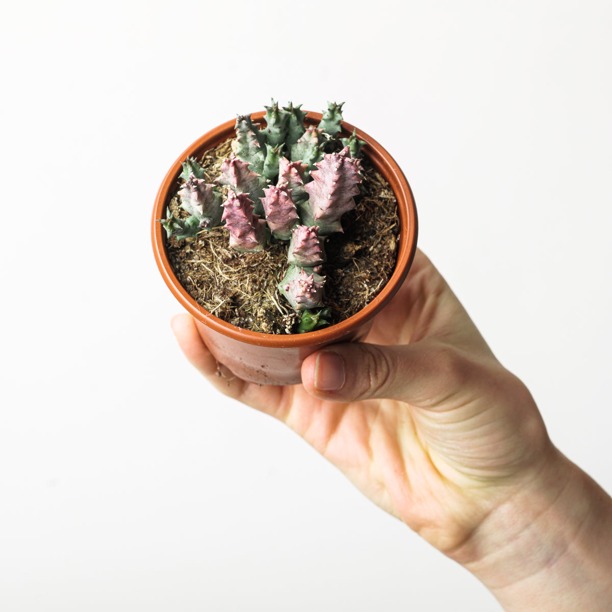 Huernia primulina (Stapeliad) – GROW TROPICALS