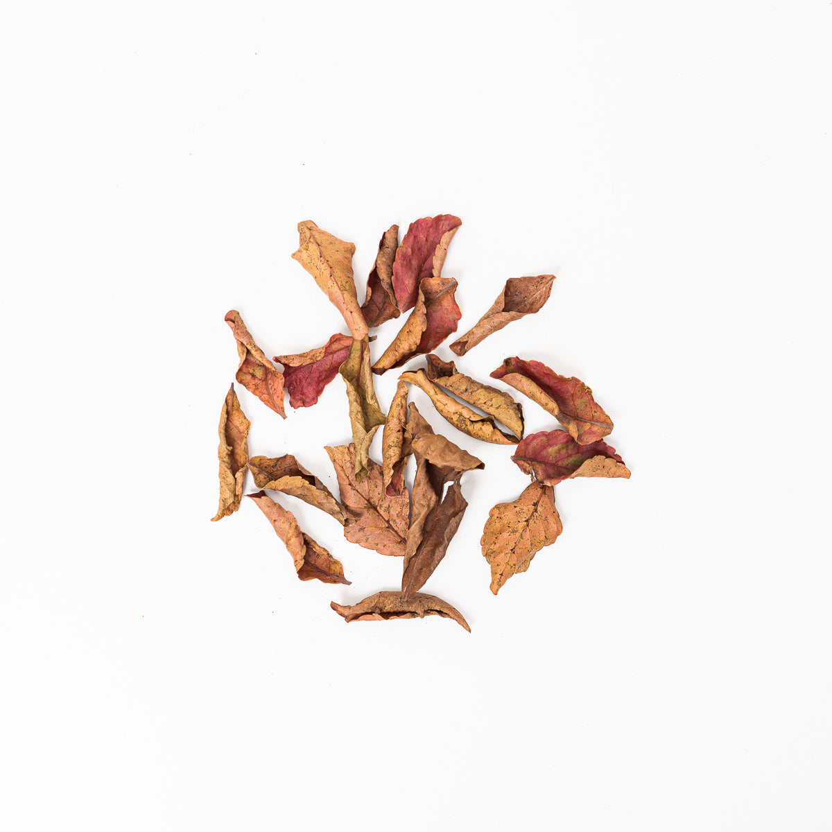 Veralu (Ceylon Olive) Leaves (20 Pack) | Leaf Litter | GrowTropicals.com
