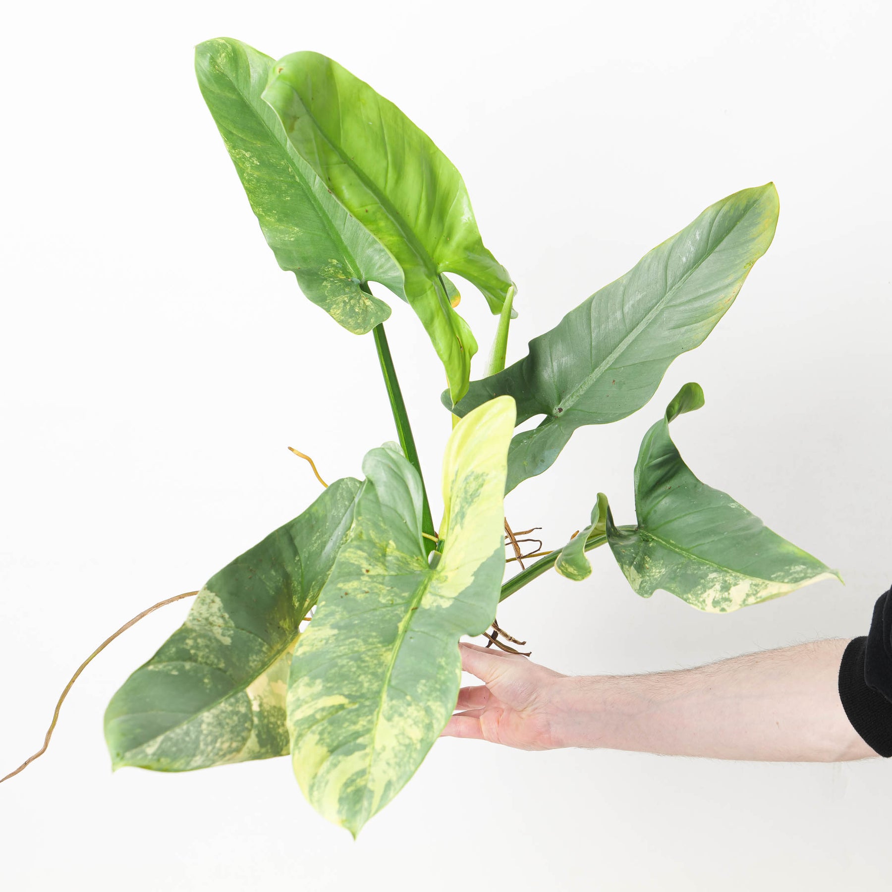 Philodendron 'Silver Sword' Variegated – GROW TROPICALS