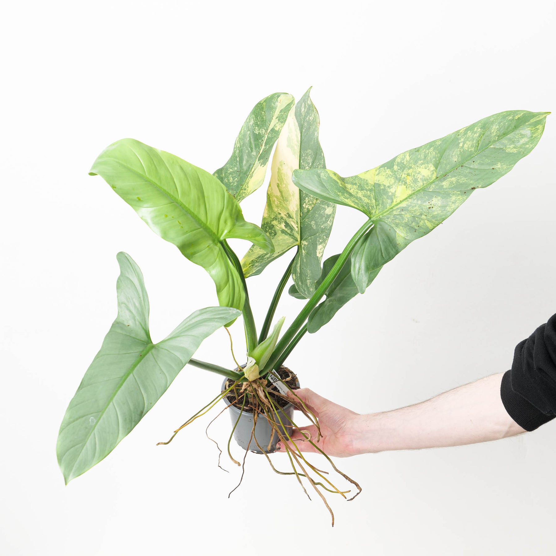 Philodendron 'Silver Sword' Variegated – GROW TROPICALS