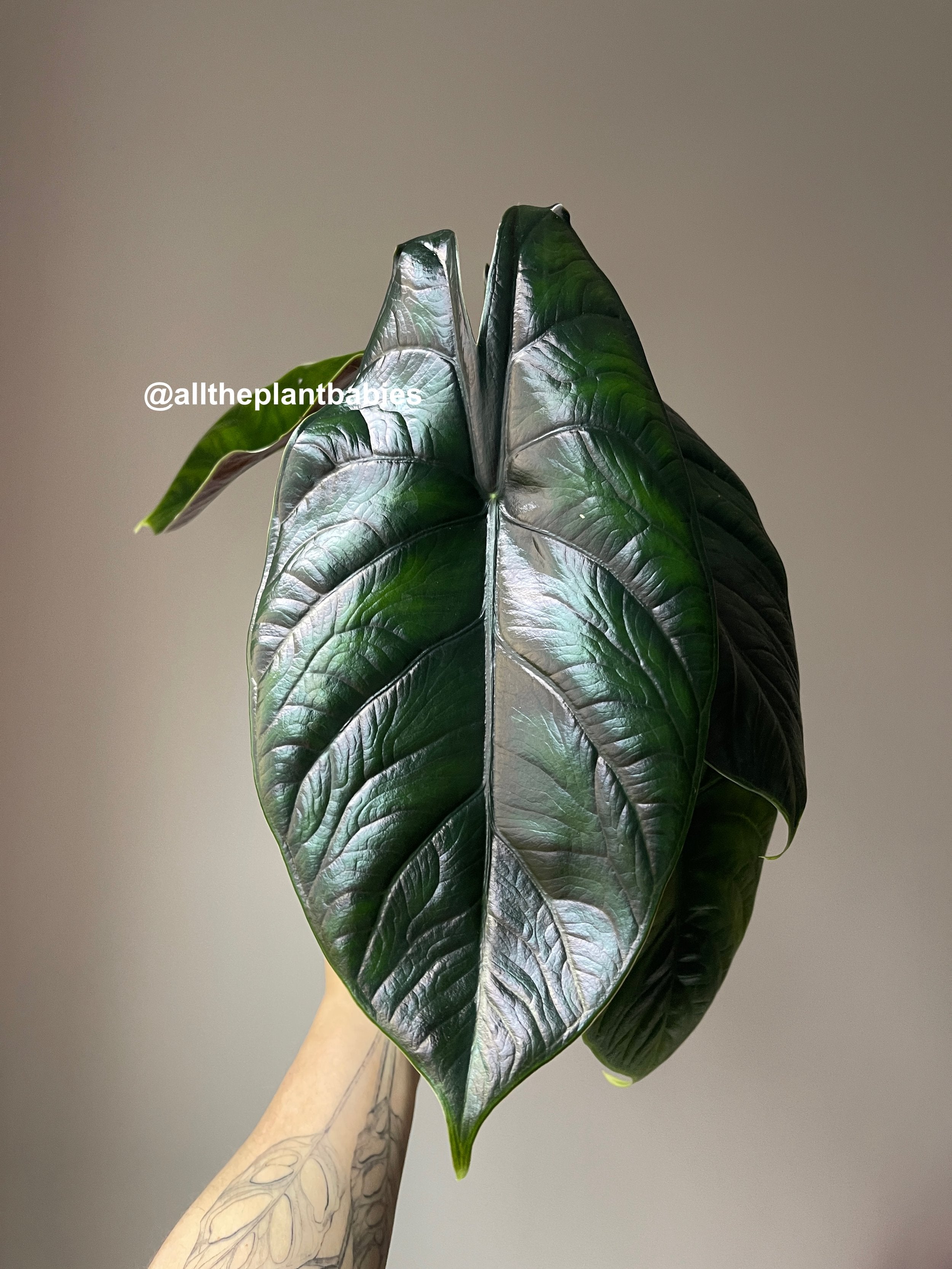 Alocasia Green Unicorn Azlanii x Dragon Scale GROW TROPICALS