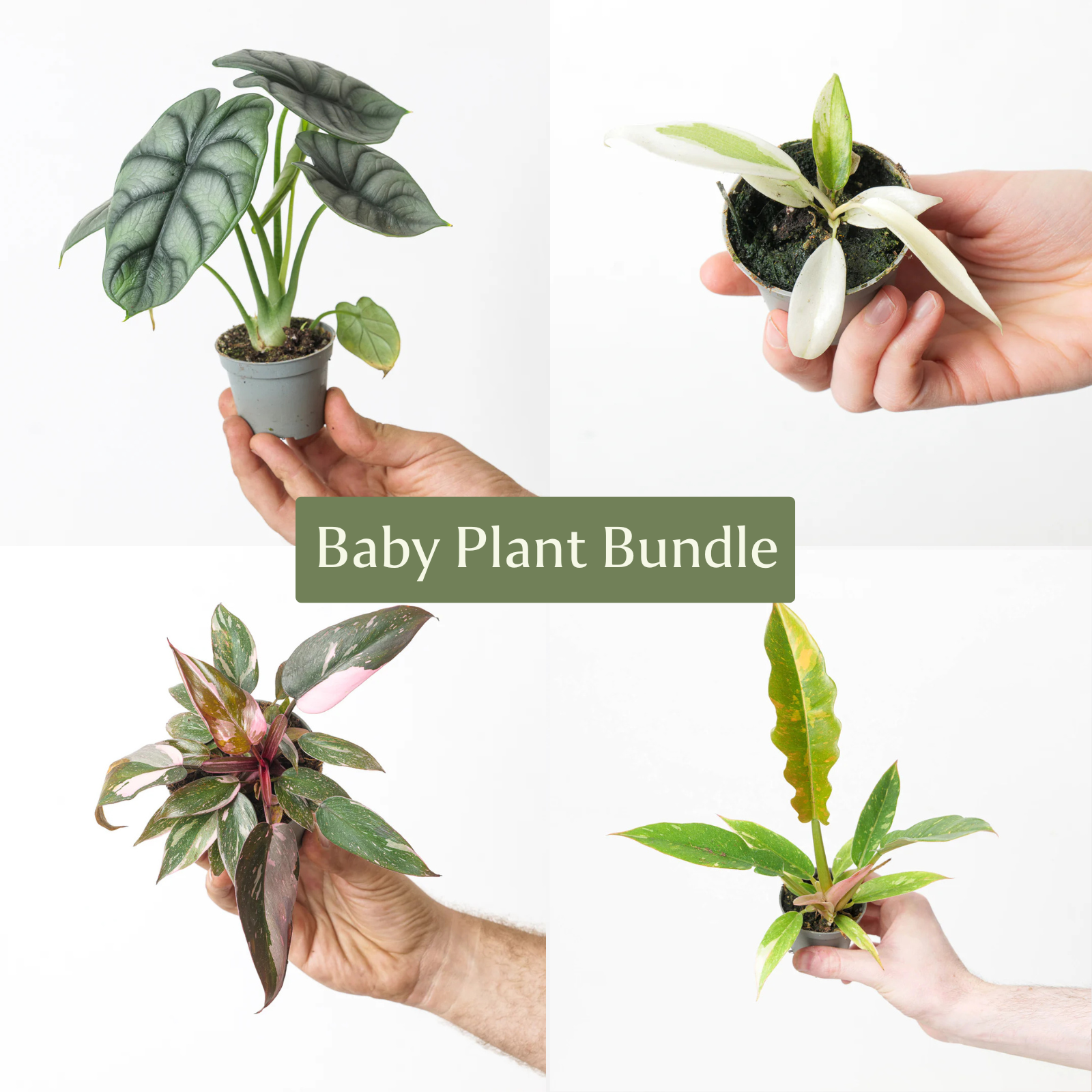 Unusual Baby Bundle | Plant Bundle | GrowTropicals.com