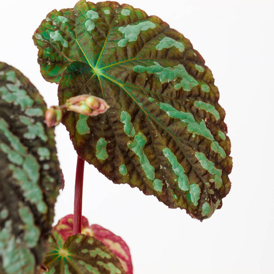 Begonia sp. aff. aiensis | Plants | GrowTropicals.com