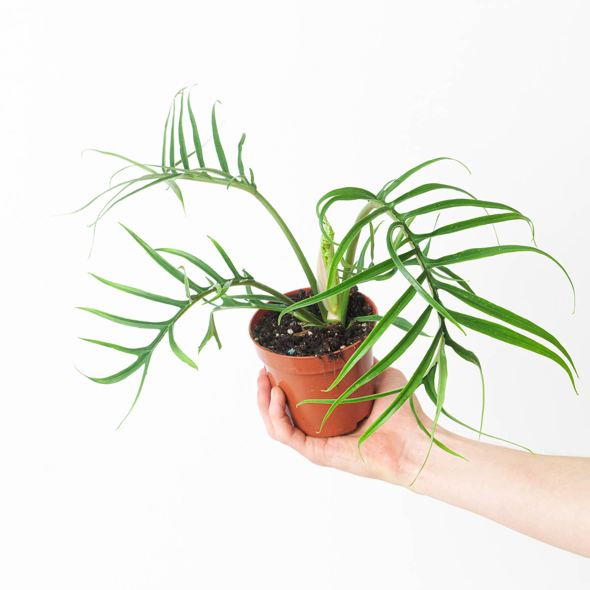 Philodendron bipinnatifidum 'Tortum' | Plants | GrowTropicals.com