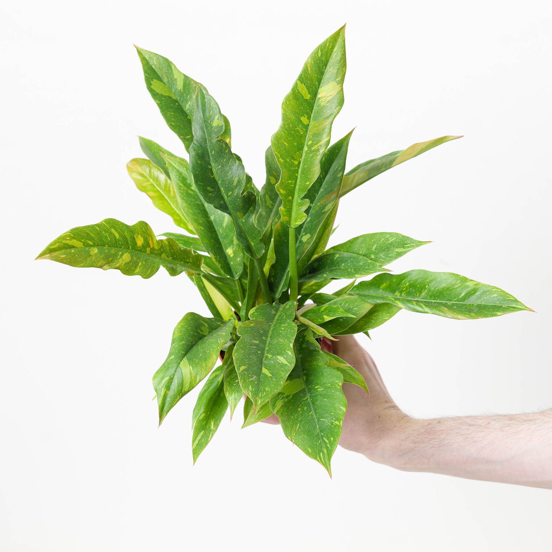 Philodendron Ring of Fire | Plants | GrowTropicals.com