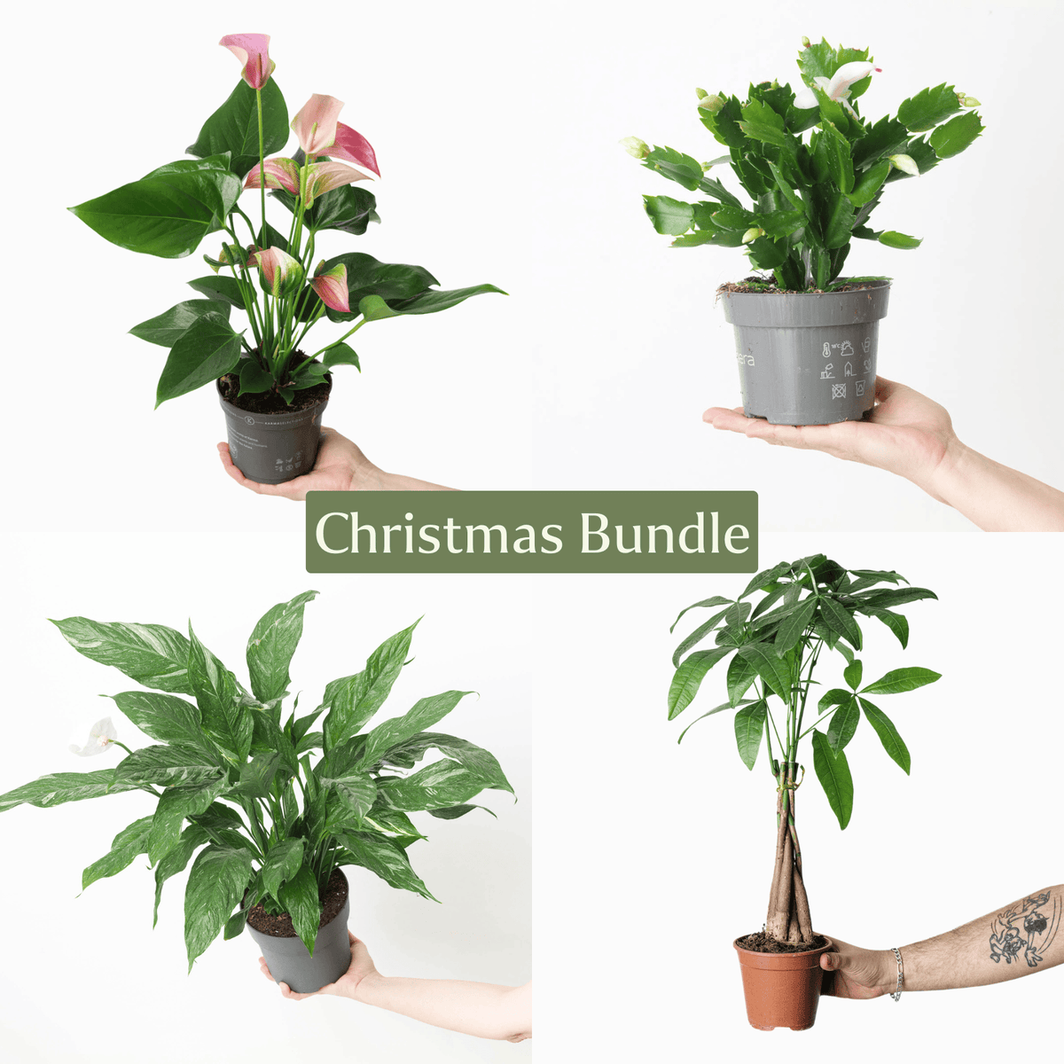 Christmas Bundle | Plant Bundle | GrowTropicals.com