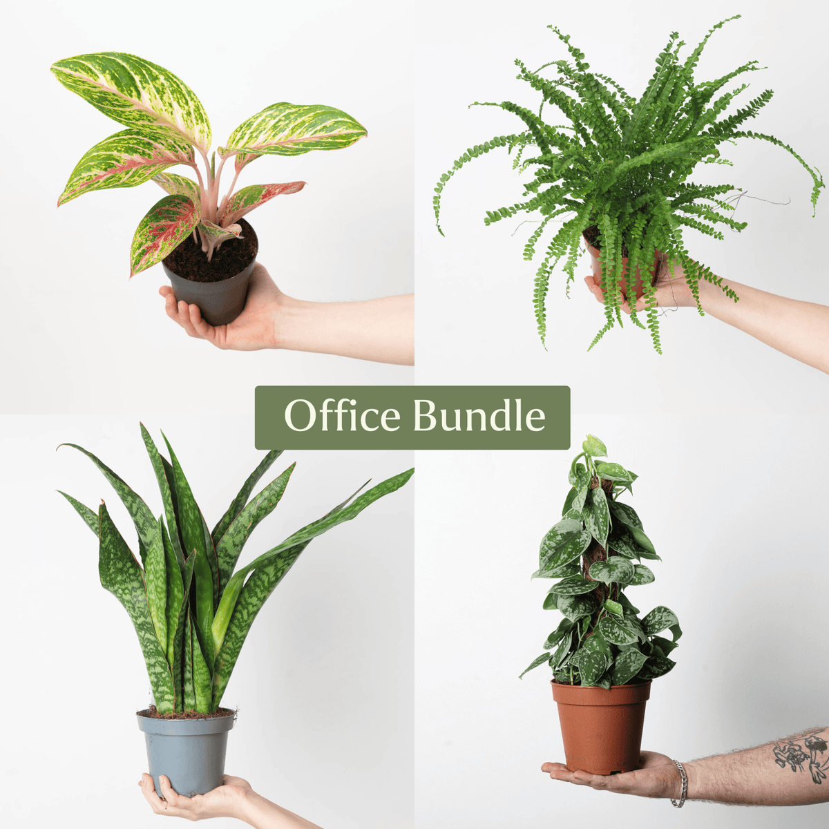 Office Bundle | Plant Bundle | GrowTropicals.com