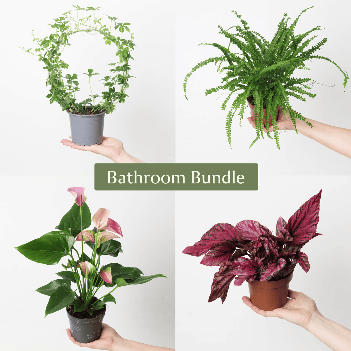 Bathroom Bundle | Plant Bundle | GrowTropicals.com