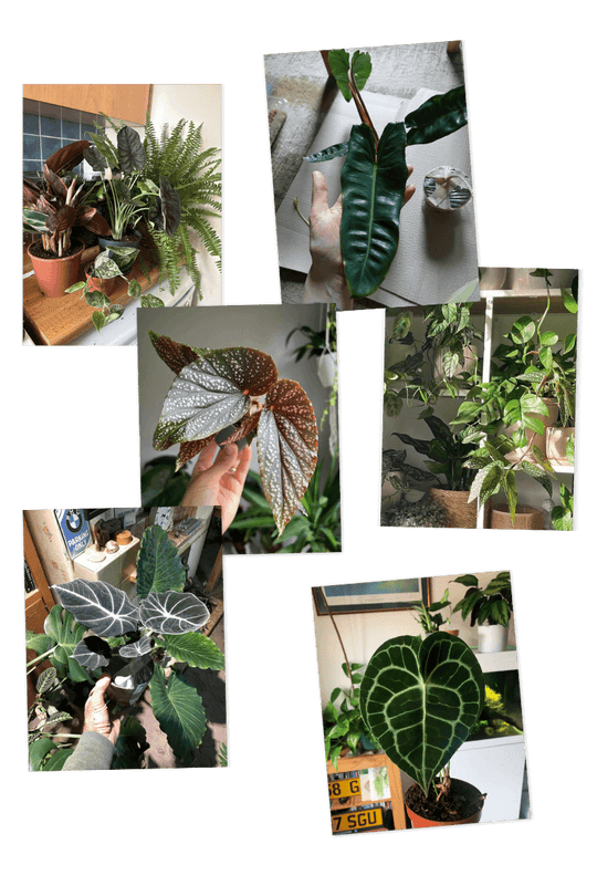 Anthurium Michelle® by DocBlock® | Plants | GrowTropicals.com