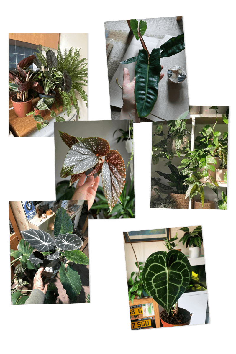 Anthurium Michelle® by DocBlock® | Plants | GrowTropicals.com