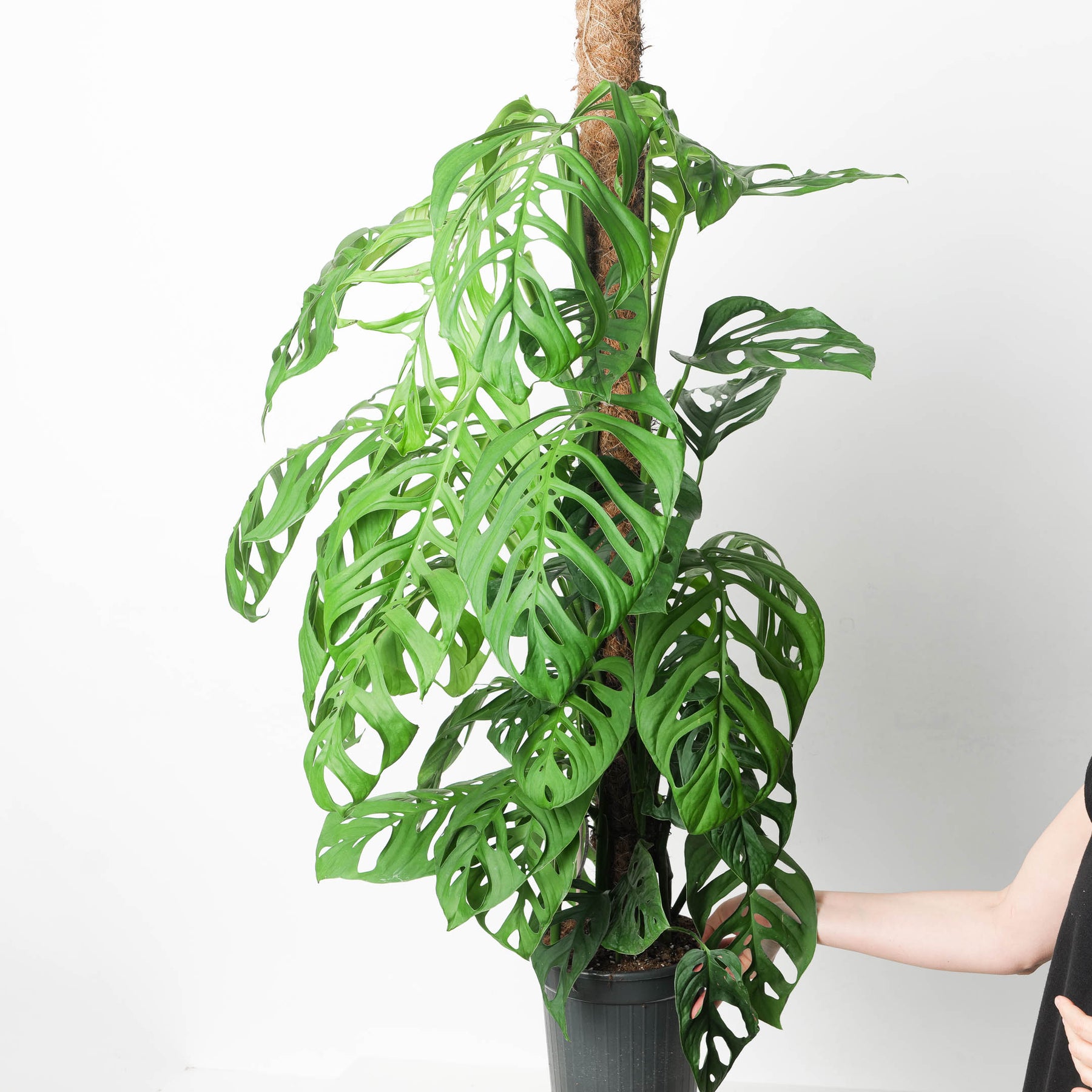 Monstera 'Esqueleto' | Plants | GrowTropicals.com