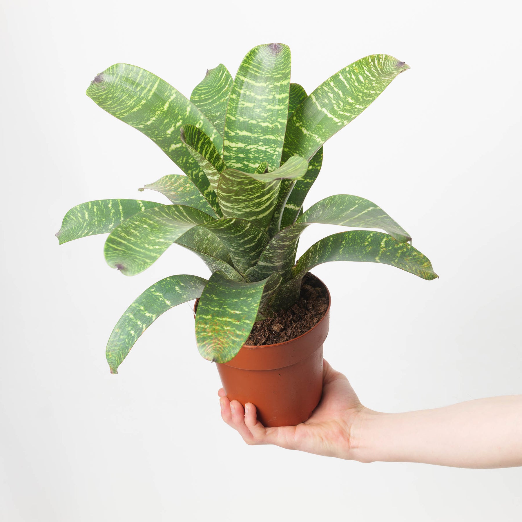 Vriesea Hybrid 'Alba' | Plants | GrowTropicals.com