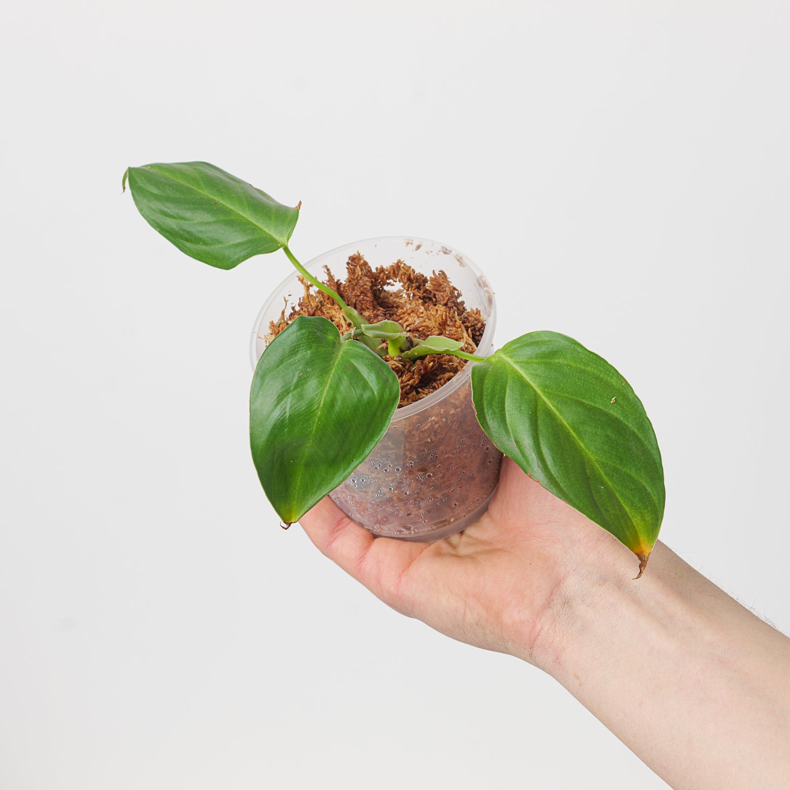 Philodendron sp. 'Angel' | Plants | GrowTropicals.com