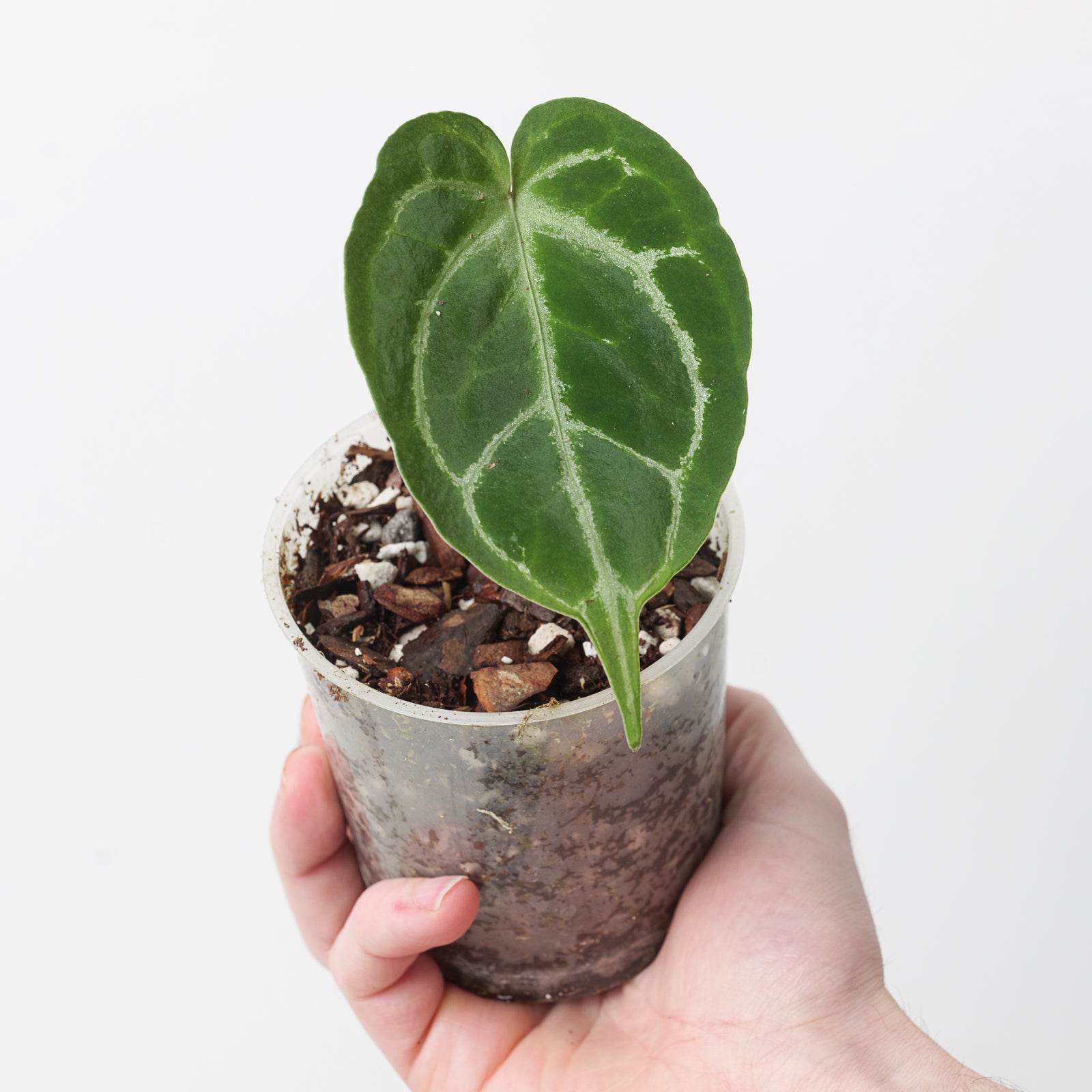 Anthurium Indonesian AOS x Forgetii | Plants | GrowTropicals.com