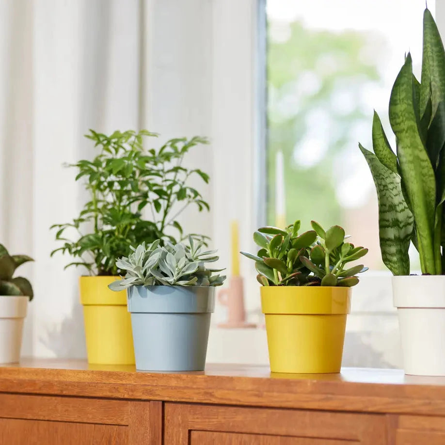 Elho B.For Original Round | Pots & Planters | GrowTropicals.com