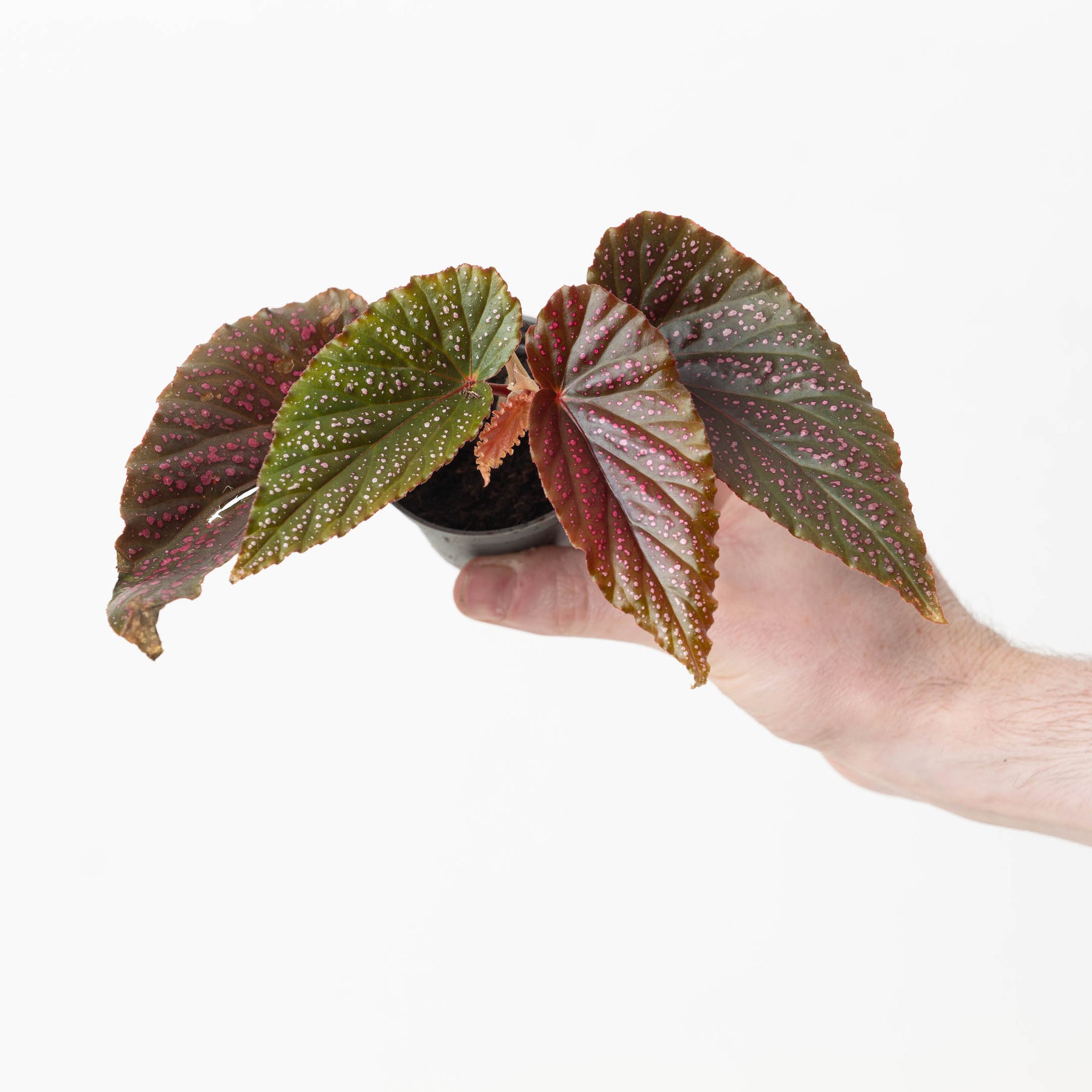 Begonia 'Pink Spot' | Plants | GrowTropicals.com