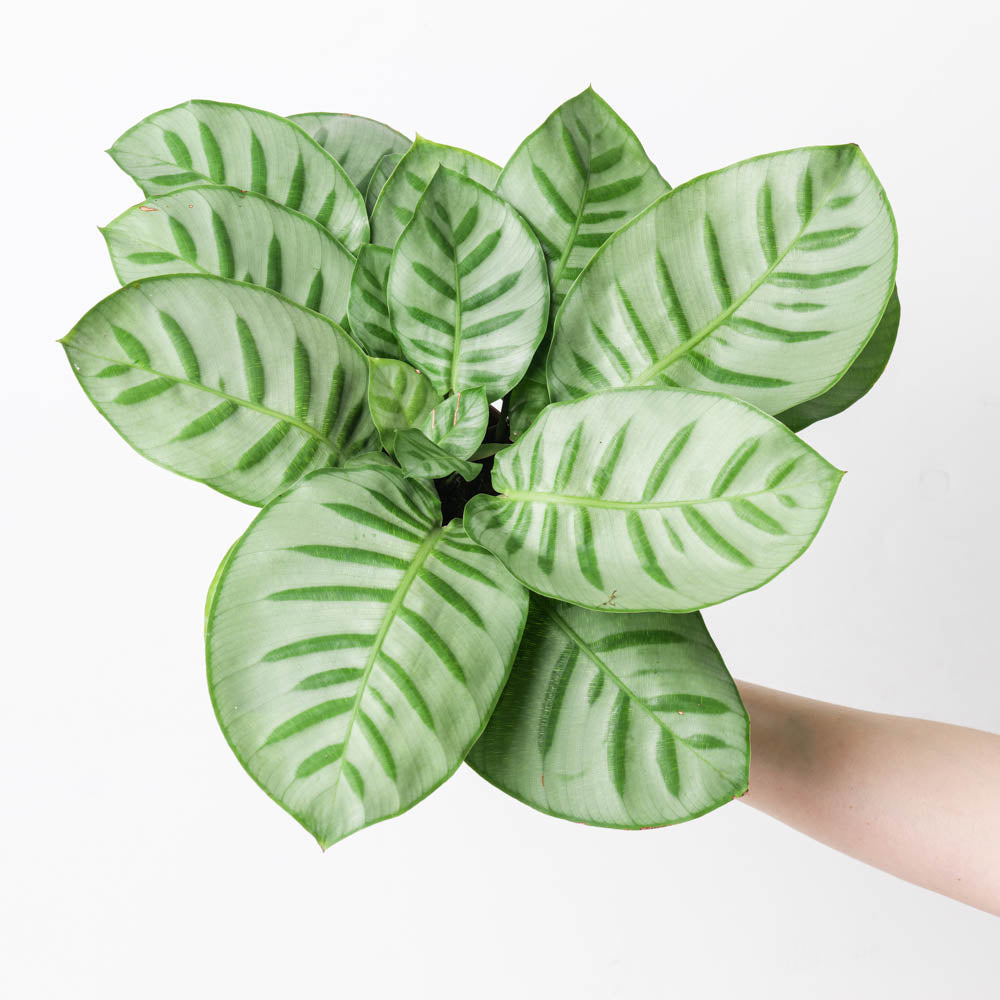 Calathea 'Bella Carlina' | Plants | GrowTropicals.com