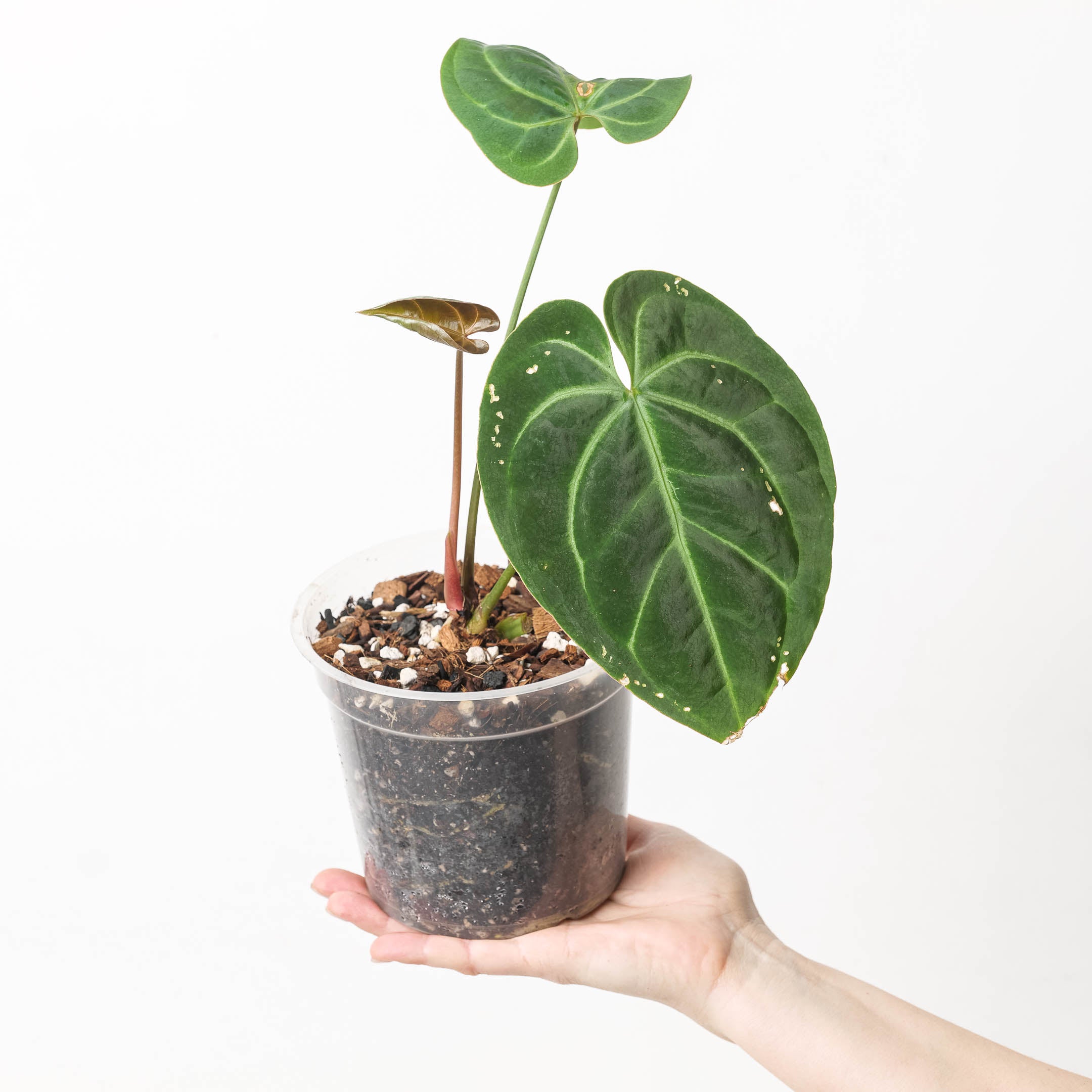 Anthurium besseae aff. 'Dark Velvet' – GROW TROPICALS