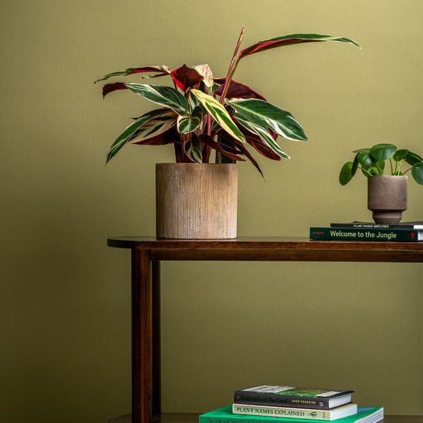 Anthurium Michelle® by DocBlock® | Plants | GrowTropicals.com