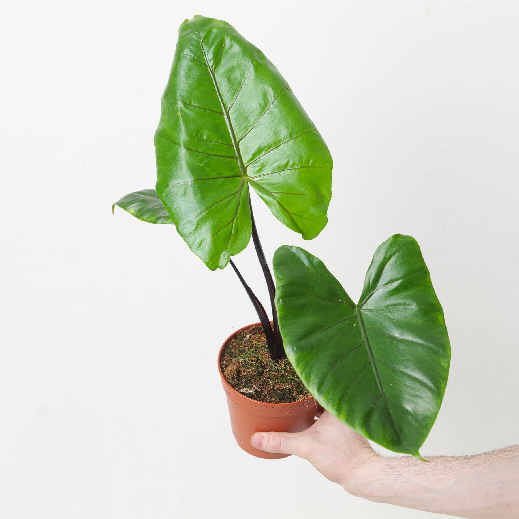 Alocasia 'Black Stem' | Plants | GrowTropicals.com