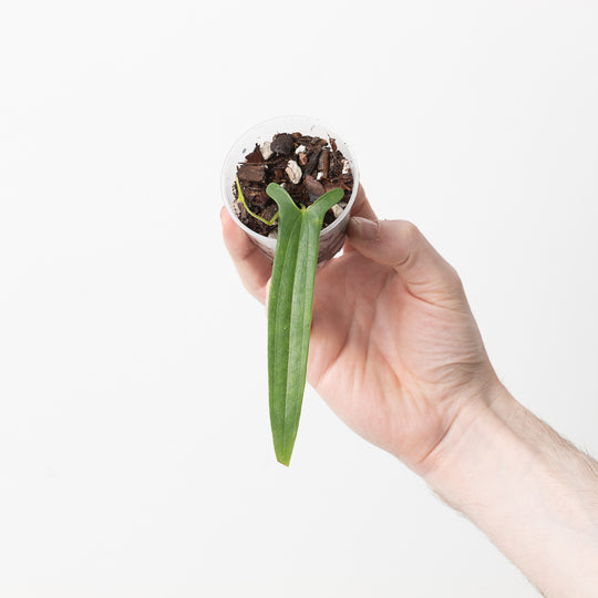 Dioscorea sp. Borneo | Plants | GrowTropicals.com