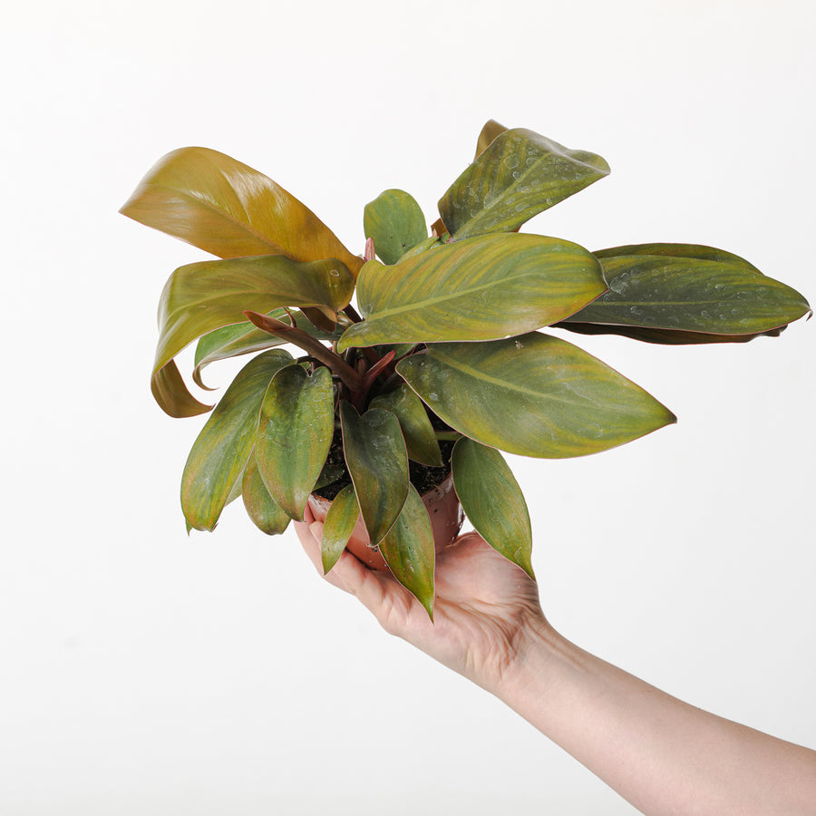 Philodendron 'Florida Bronze' – GROW TROPICALS