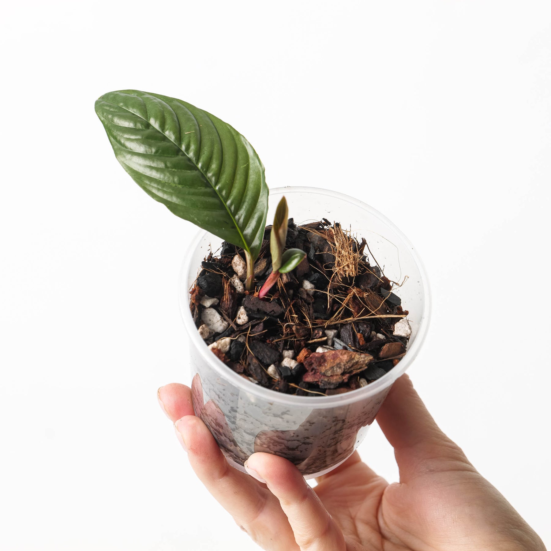 Rhodospatha sp. 'Brown' – GROW TROPICALS