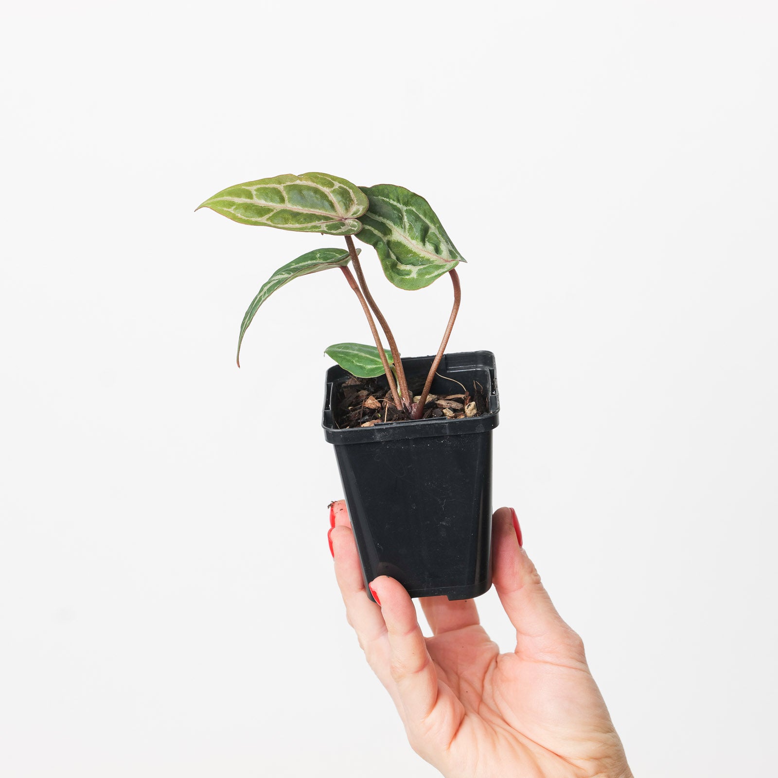 Anthurium Michelle® by DocBlock® | Plants | GrowTropicals.com