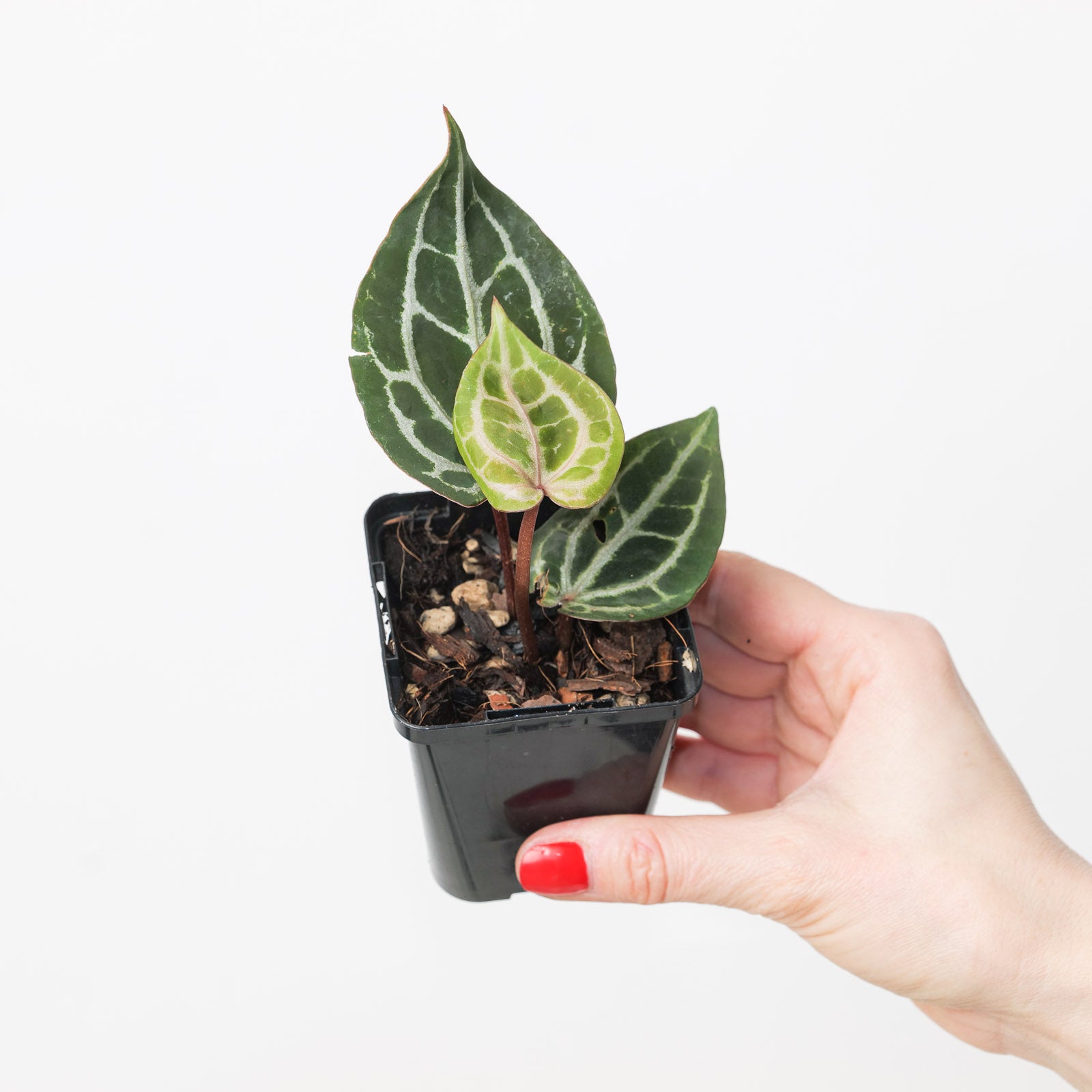 Anthurium Michelle® by DocBlock® | Plants | GrowTropicals.com