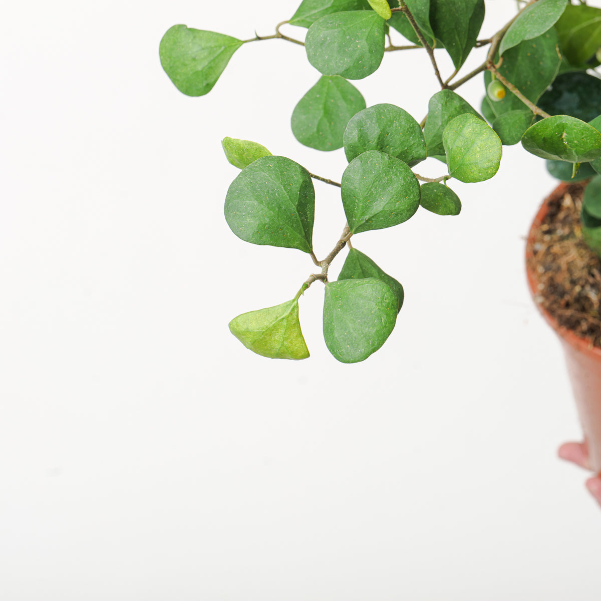 Ficus deltoidea | Plants | GrowTropicals.com