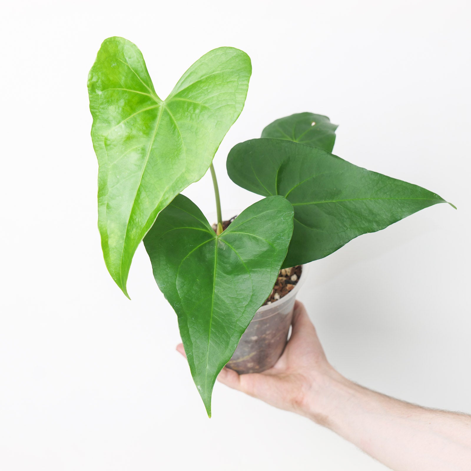 Anthurium 'Delta Farce' | Plants | GrowTropicals.com