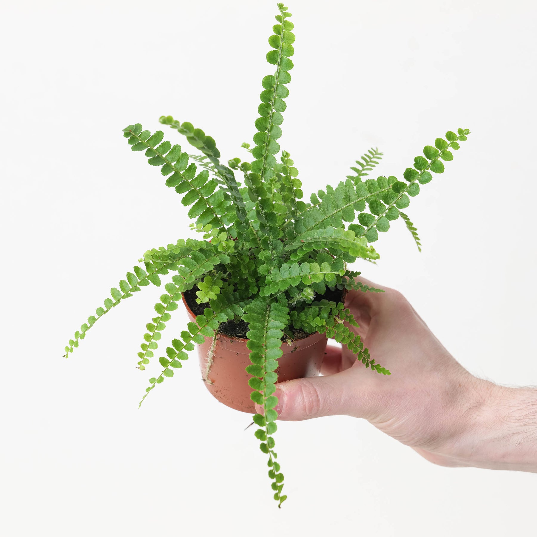 Nephrolepis duffii | Boston Fern | Plants | GrowTropicals.com