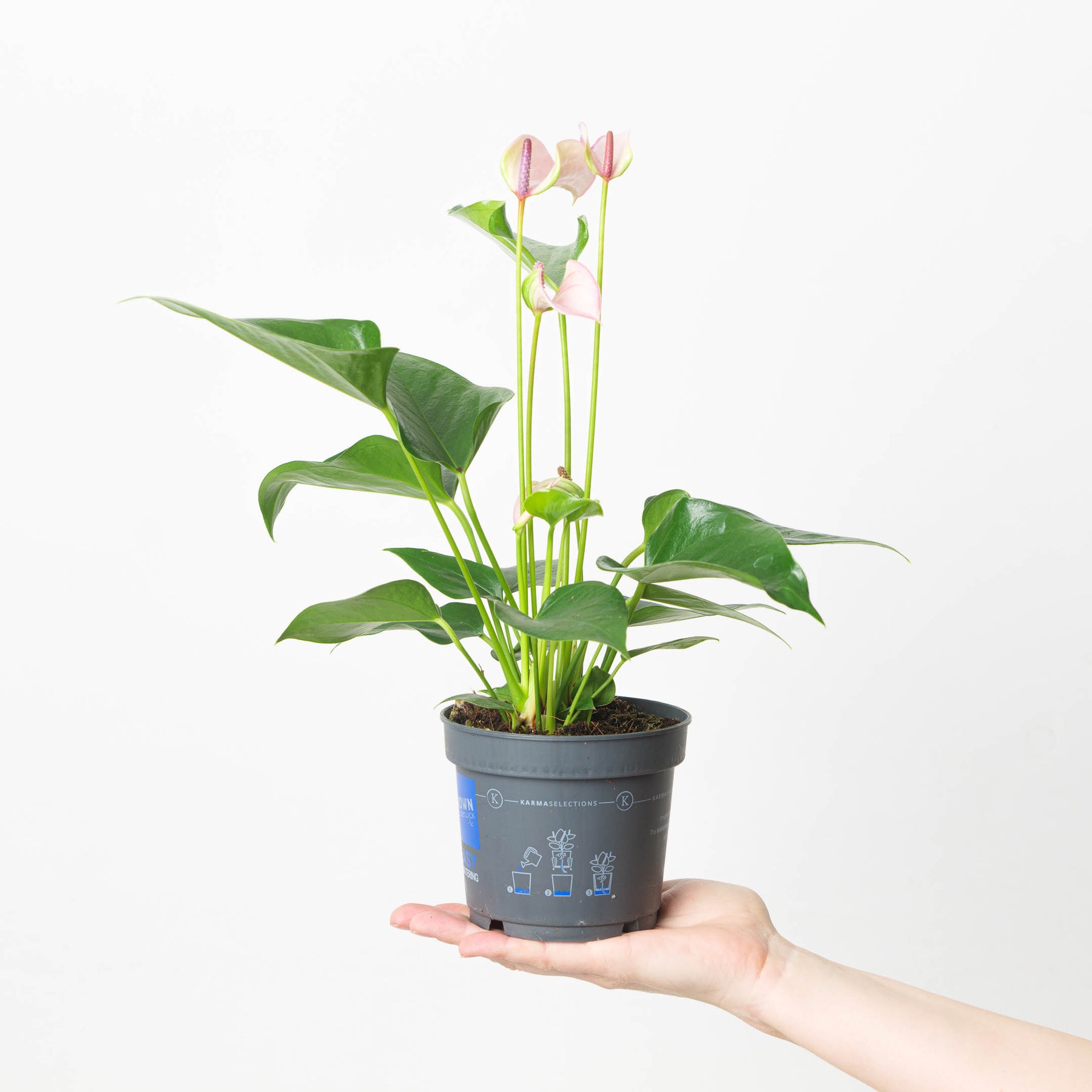Anthurium 'Karma Duo' | Plants | GrowTropicals.com