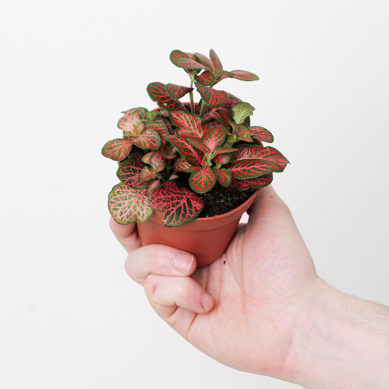 Fittonia albivenis (Mini) | Plants | GrowTropicals.com