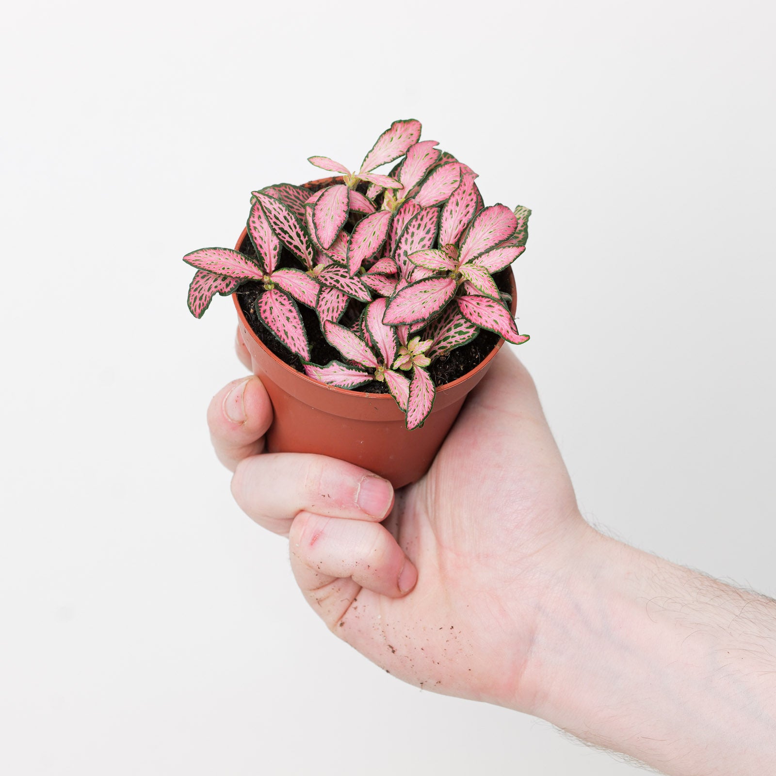 Fittonia albivenis (Mini) | Plants | GrowTropicals.com