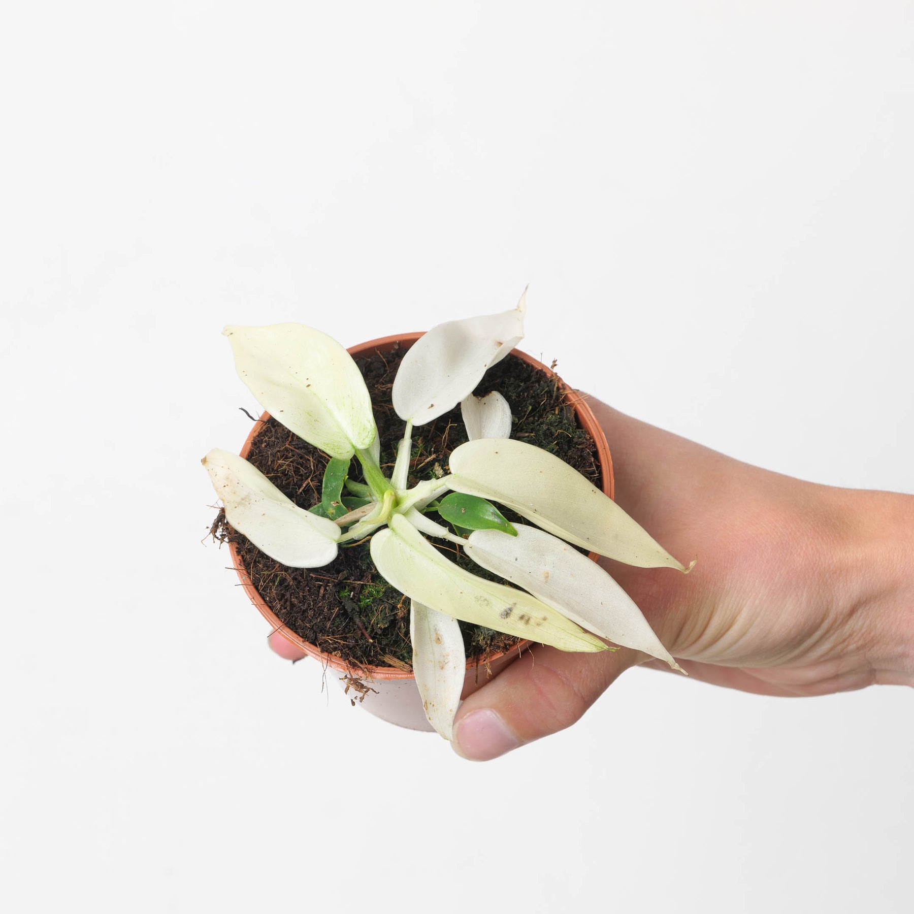 Philodendron 'Florida Ghost' | Plants | GrowTropicals.com