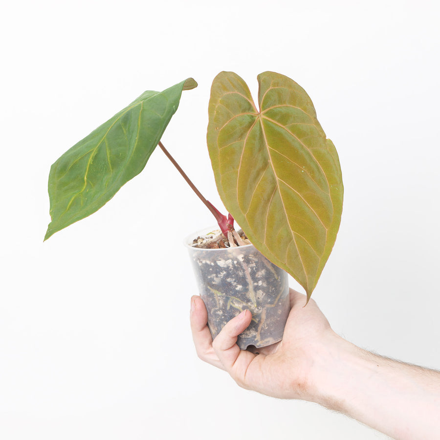 Anthurium 'Goliath' | Plants | GrowTropicals.com