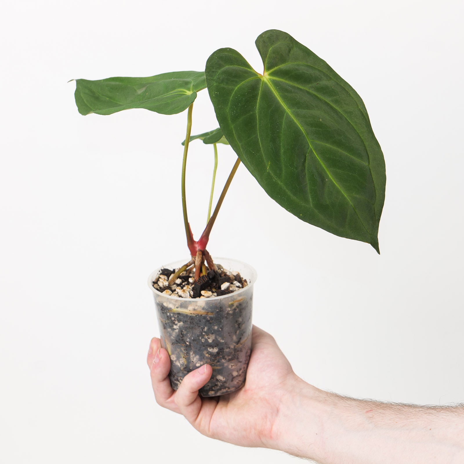 Anthurium 'Goliath' | Plants | GrowTropicals.com