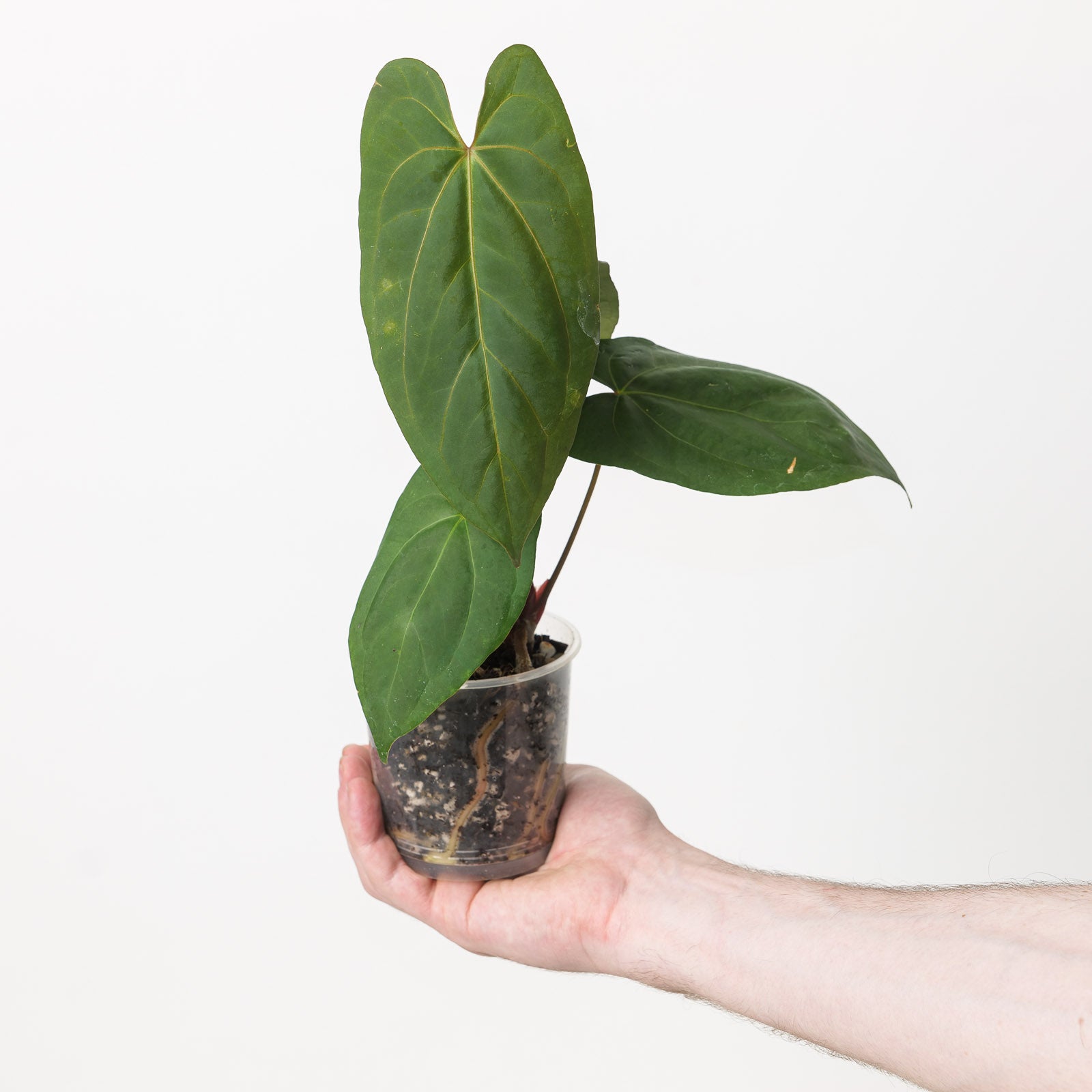 Anthurium 'Goliath' | Plants | GrowTropicals.com