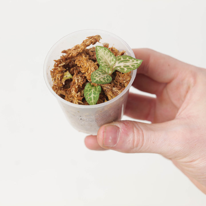 Goodyera schlechtendaliana | Plants | GrowTropicals.com