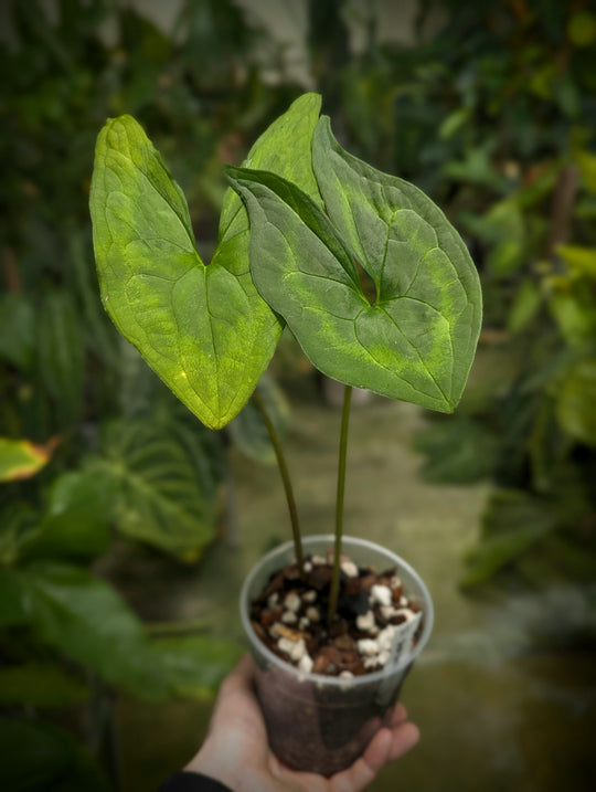 Ulearum donburnsii 'Green' – GROW TROPICALS