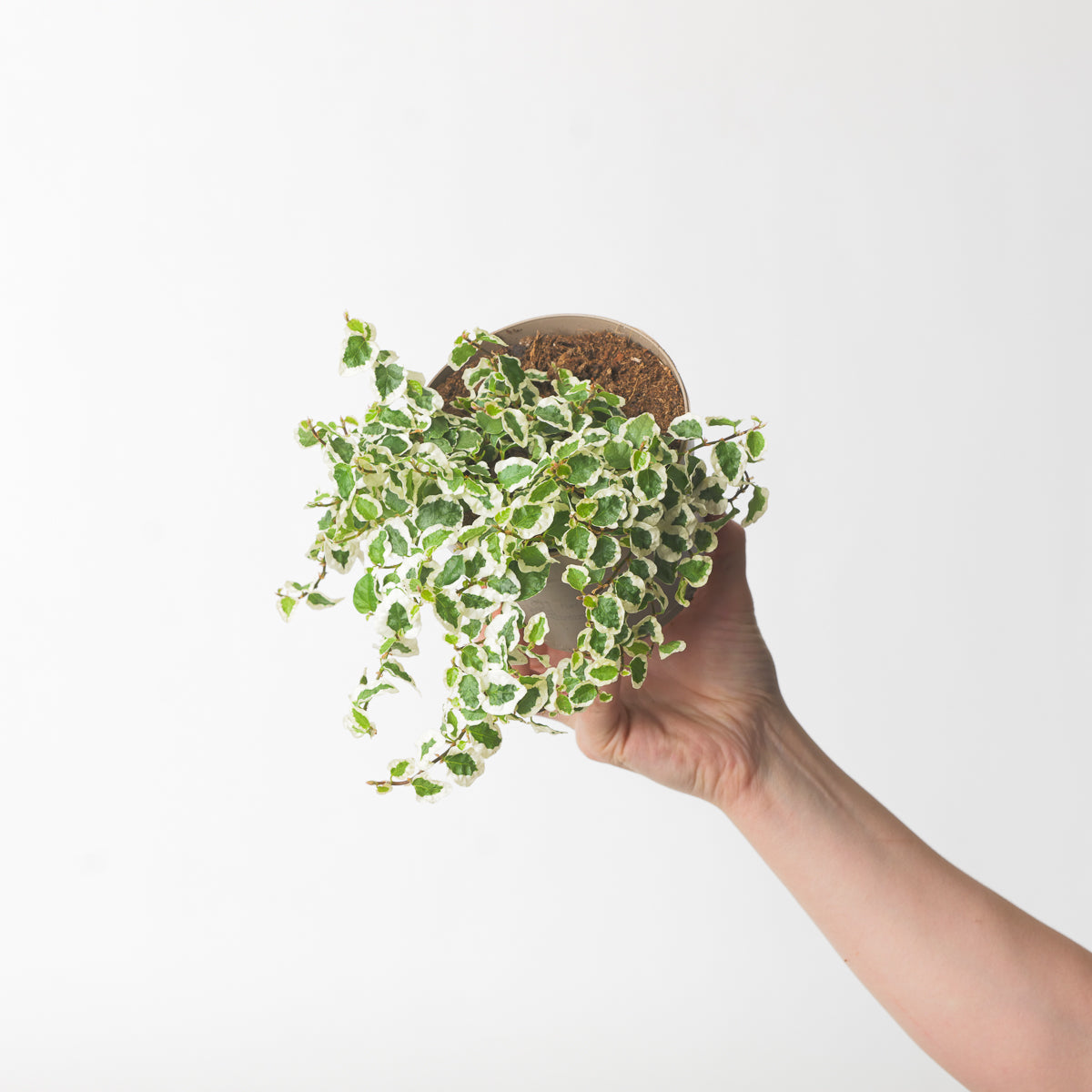 Ficus pumila 'Sunny' | Plants | GrowTropicals.com