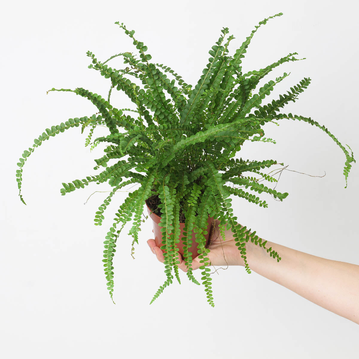 Nephrolepis duffii | Boston Fern | Plants | GrowTropicals.com