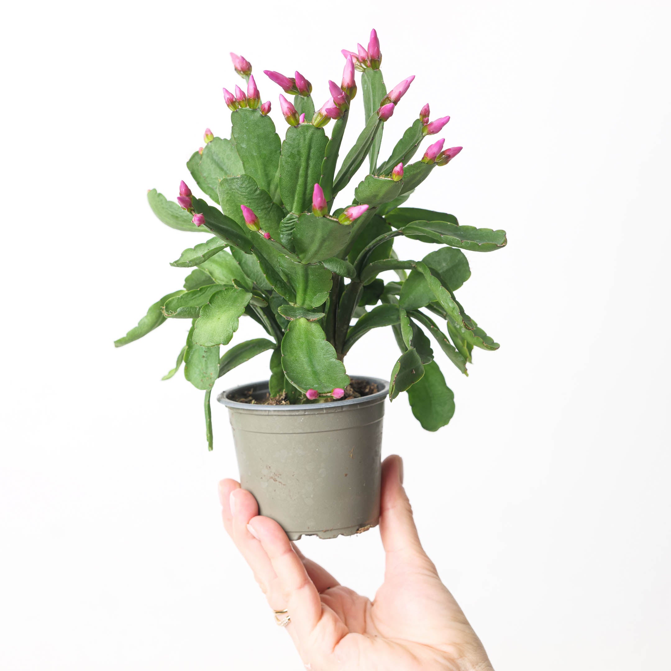 Rhipsalidopsis gaertneri | Easter Cactus | Plants | GrowTropicals.com